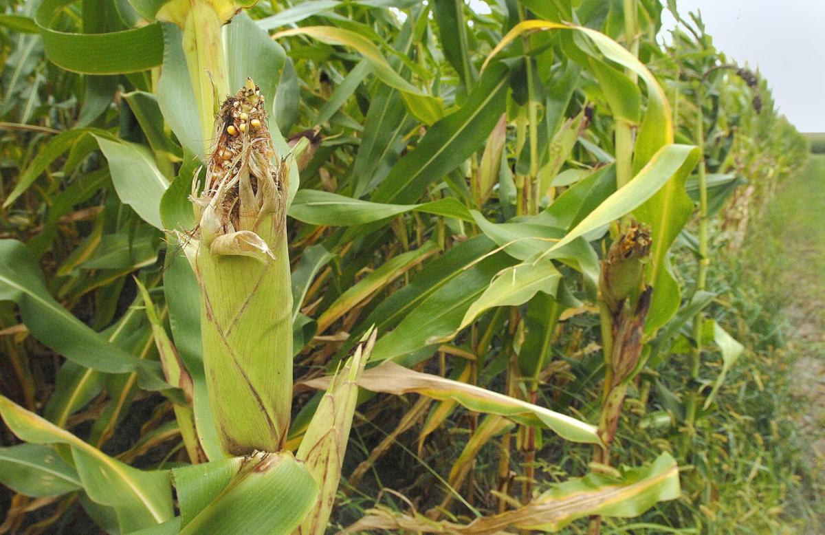 Weekly crop progress and condition report out