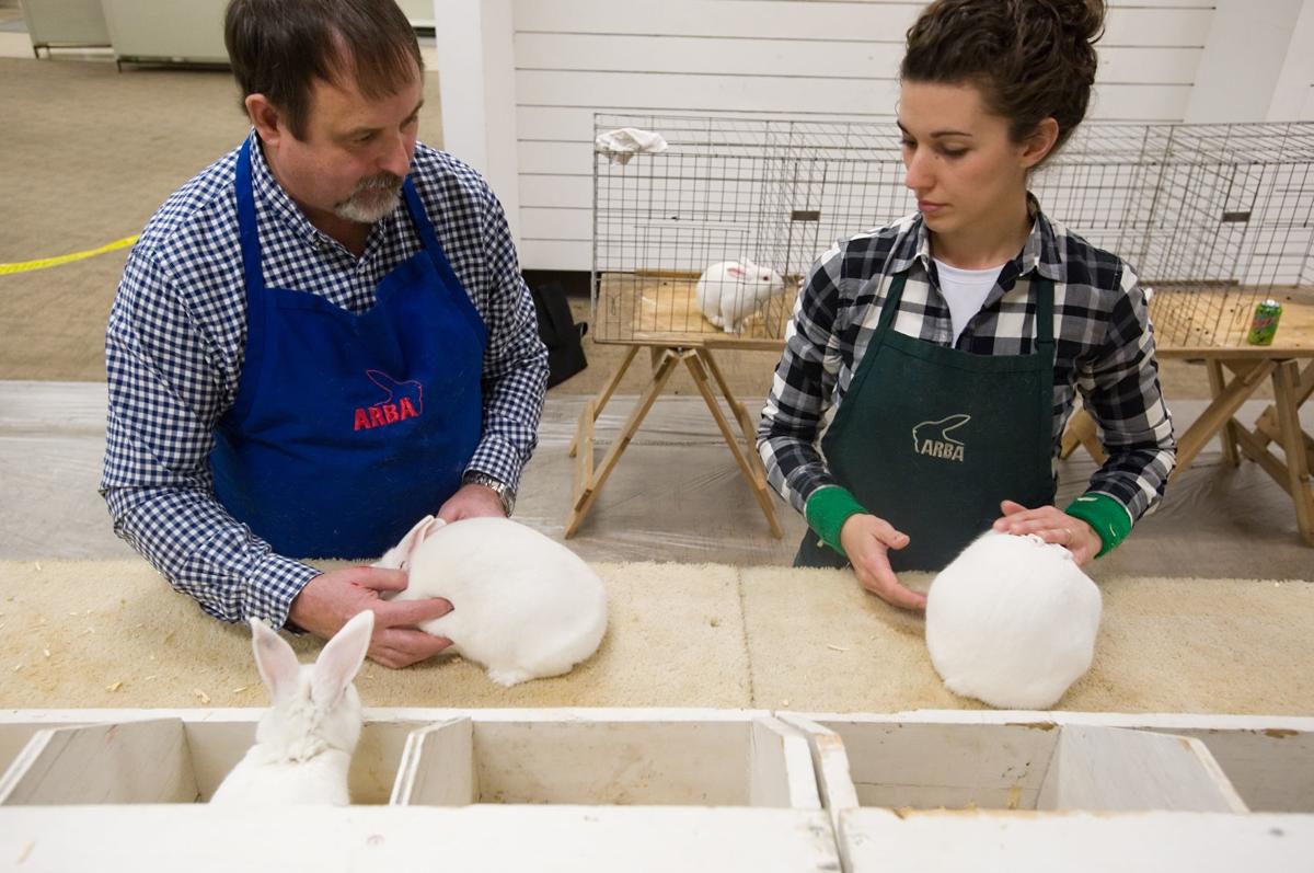 New rabbit show draws out-of-town exhibitors to Mattoon