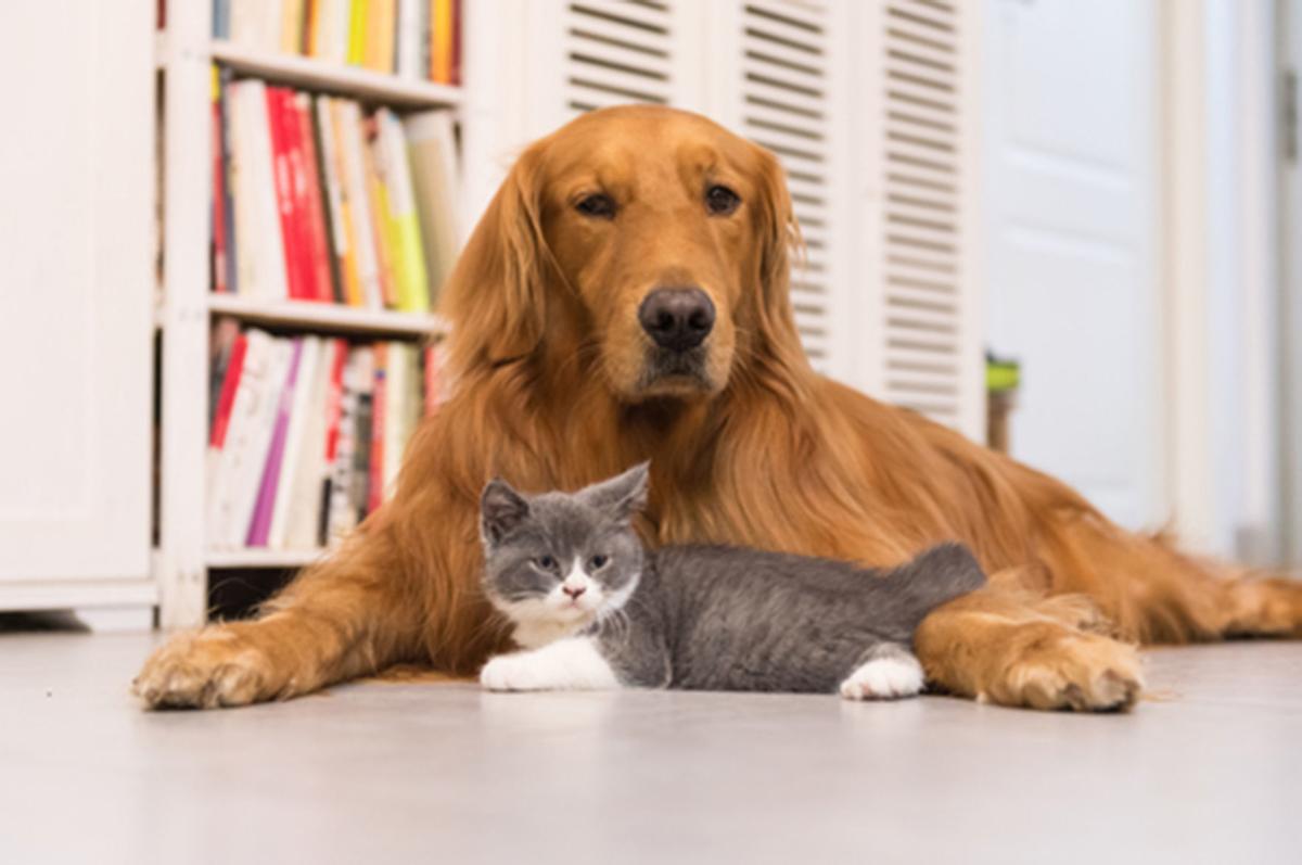 When looking for a new home, consider pet’s needs