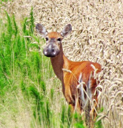 Bullwinkle deer? Where's Rocky?