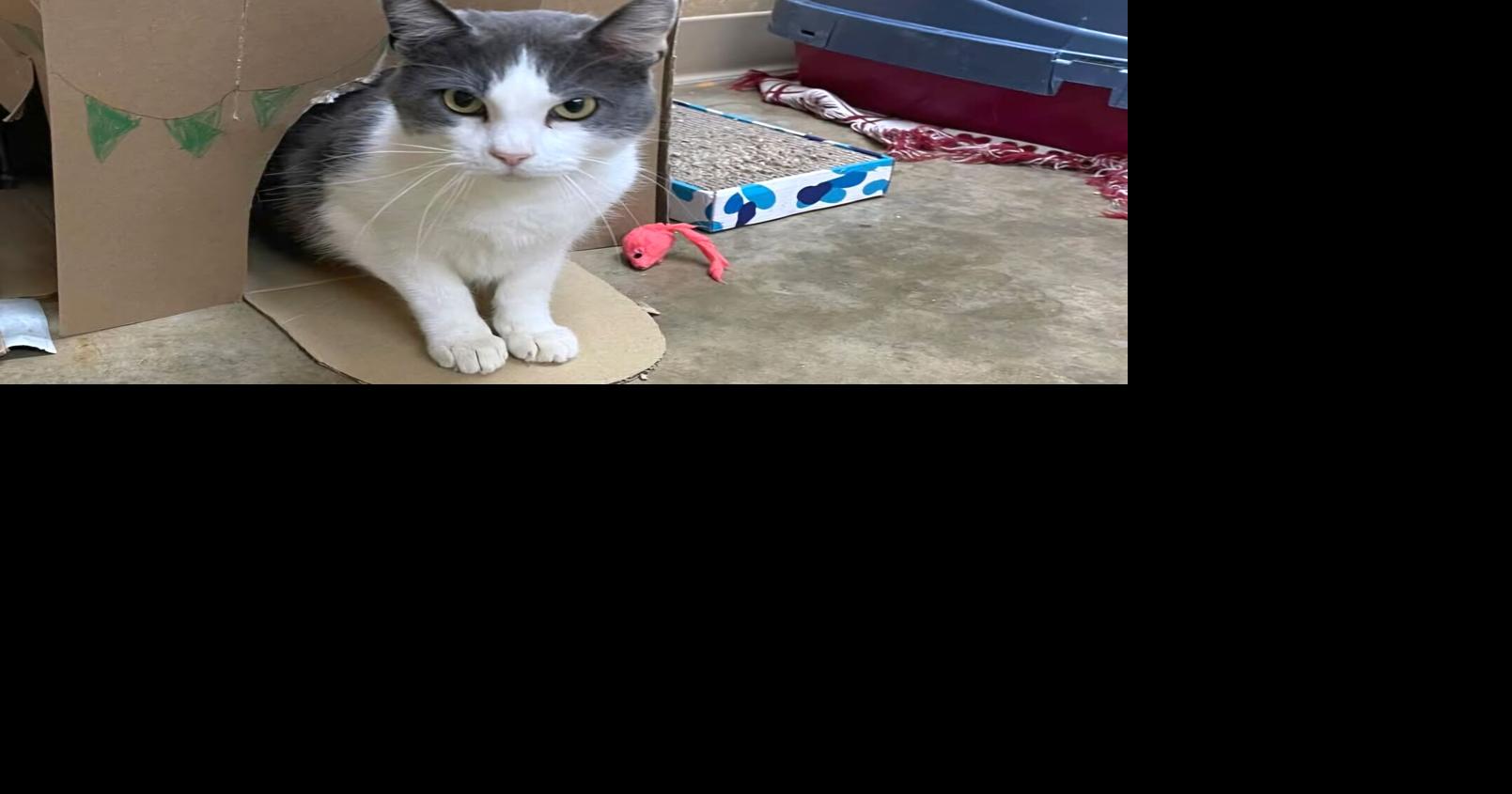 Charleston Elks to host Coles County Animal Shelter adoption event