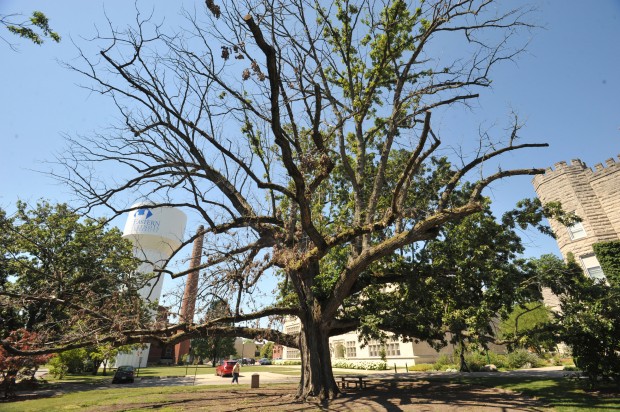 Historic oak: Landmark tree on EIU campus suffers declining health