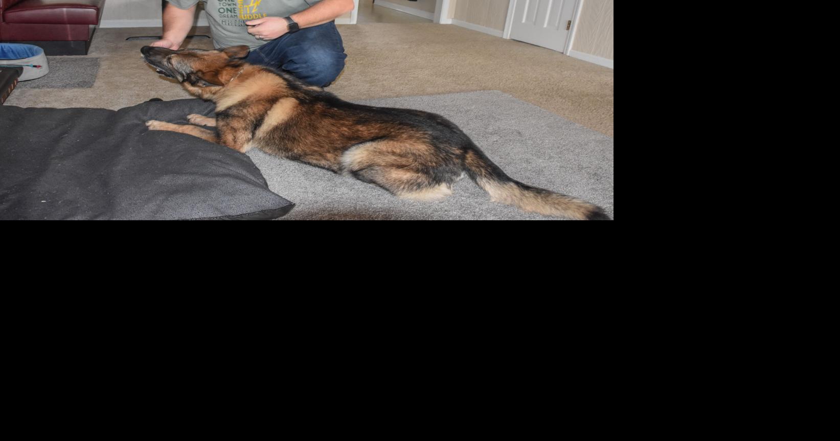 Mattoon police dog trades street patrols for back yard play