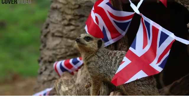 Animals at UK zoos gear up to celebrate the coronation of King Charles III