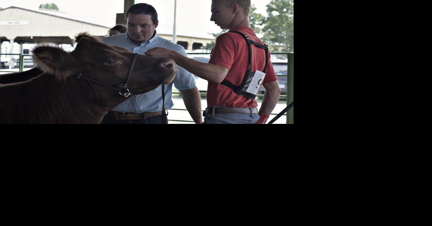 Beef competition sets stage for 4-H showmanship finale