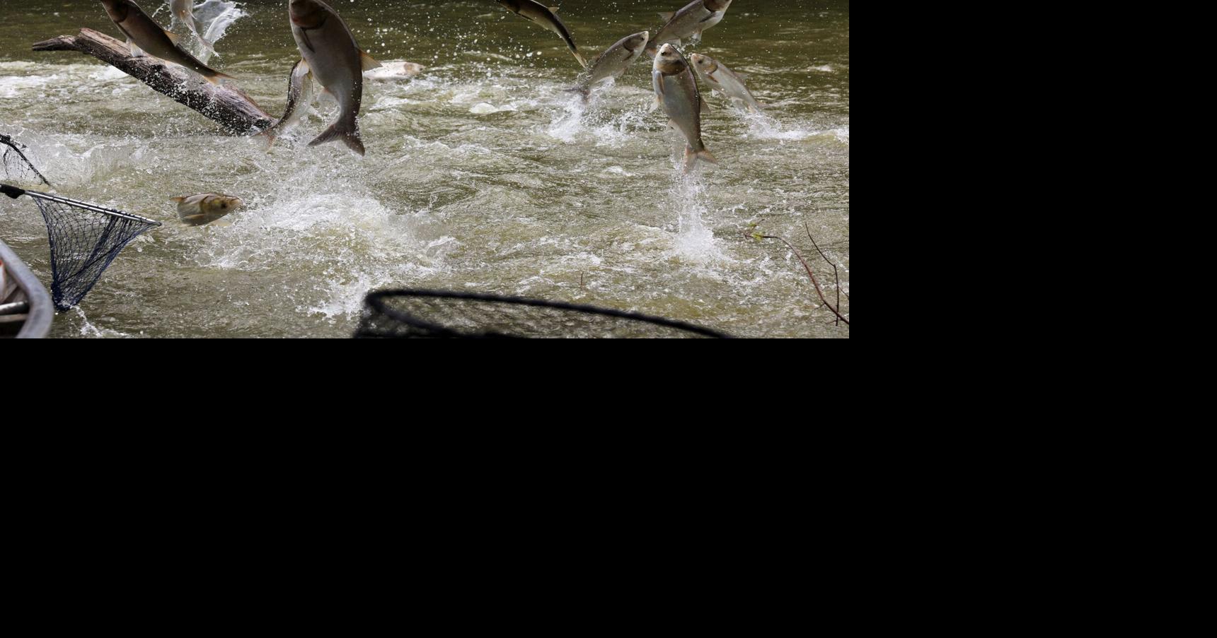 IDNR concludes record-breaking invasive carp removal effort on Upper ...