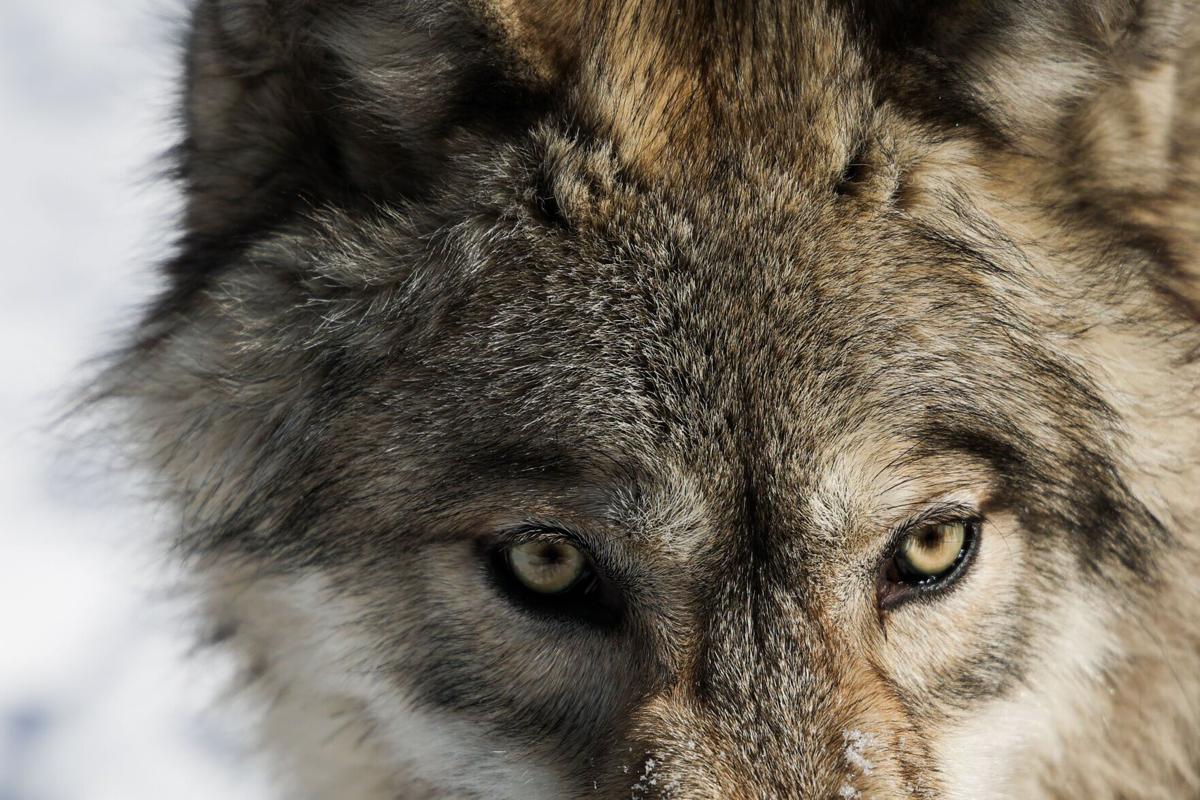 The ‘return’ of an extinct wolf is not the answer to saving endangered ...