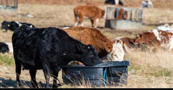 OVER THE COLES: Sustainable water management for beef cattle during drought
