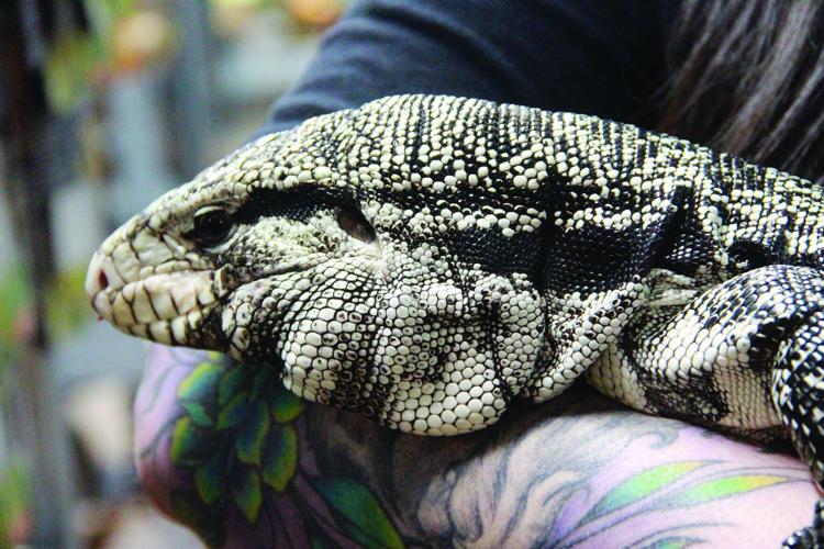 Big lizard found in snow recovering in Warwick | News | johnstonsunrise.net