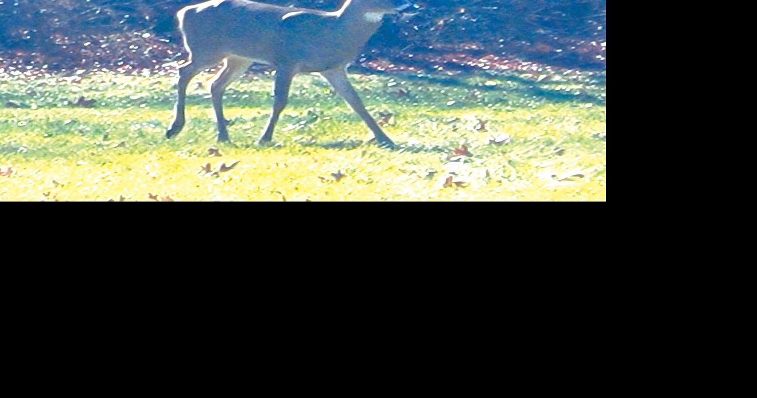 Rhode Island whitetail harvests on-track for year packed with venison ...