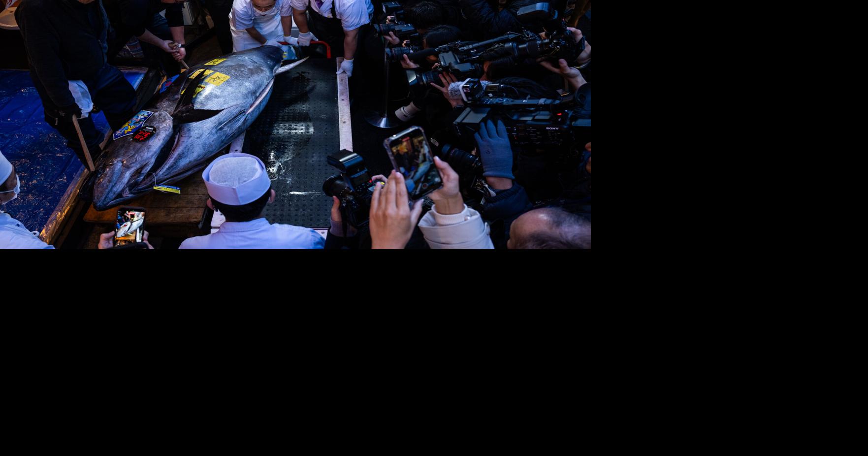 That's some pricey fish: A glimpse into Japan's New Year's tuna auction ...