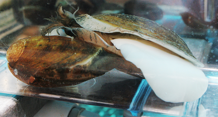 VIDEO: In Missouri and Kansas rivers, species of mussels are ...