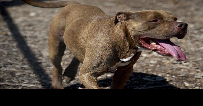 Group wants to end breed-specific dog bans in area communities | Local ...