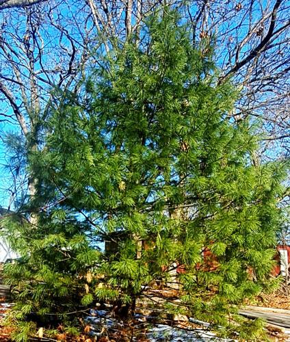 Sandy Parrill: 2025 not off a great start | News | joplinglobe.com