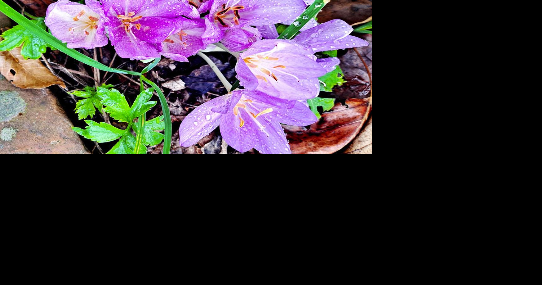 Sandy Parrill: September musings in garden | Local News | joplinglobe.com