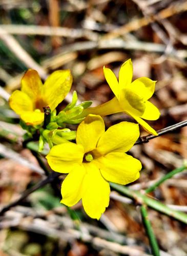 Sandy Parrill: Gardening a challenge with changing weather patterns ...