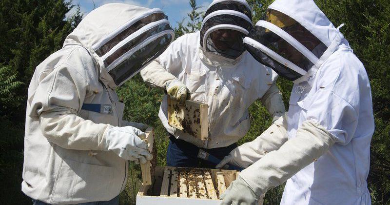 Emily Younker: New MSSU beehives produce first honey crop | Local News ...