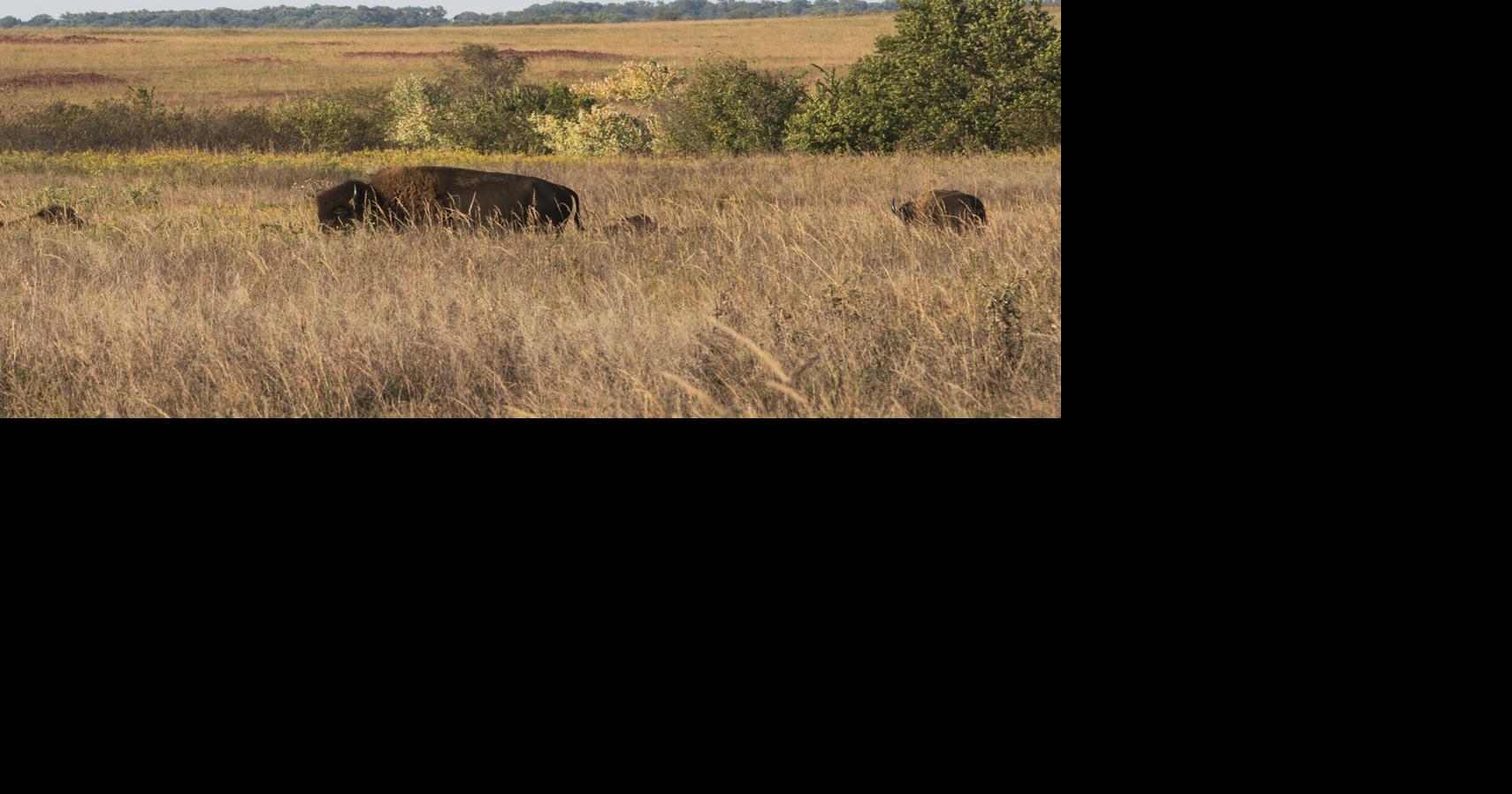 Prairie State Park to host Prairie Jubilee | Local News | joplinglobe.com