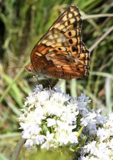 Missouri Prairie Foundation preservation effort grows in region | Local ...