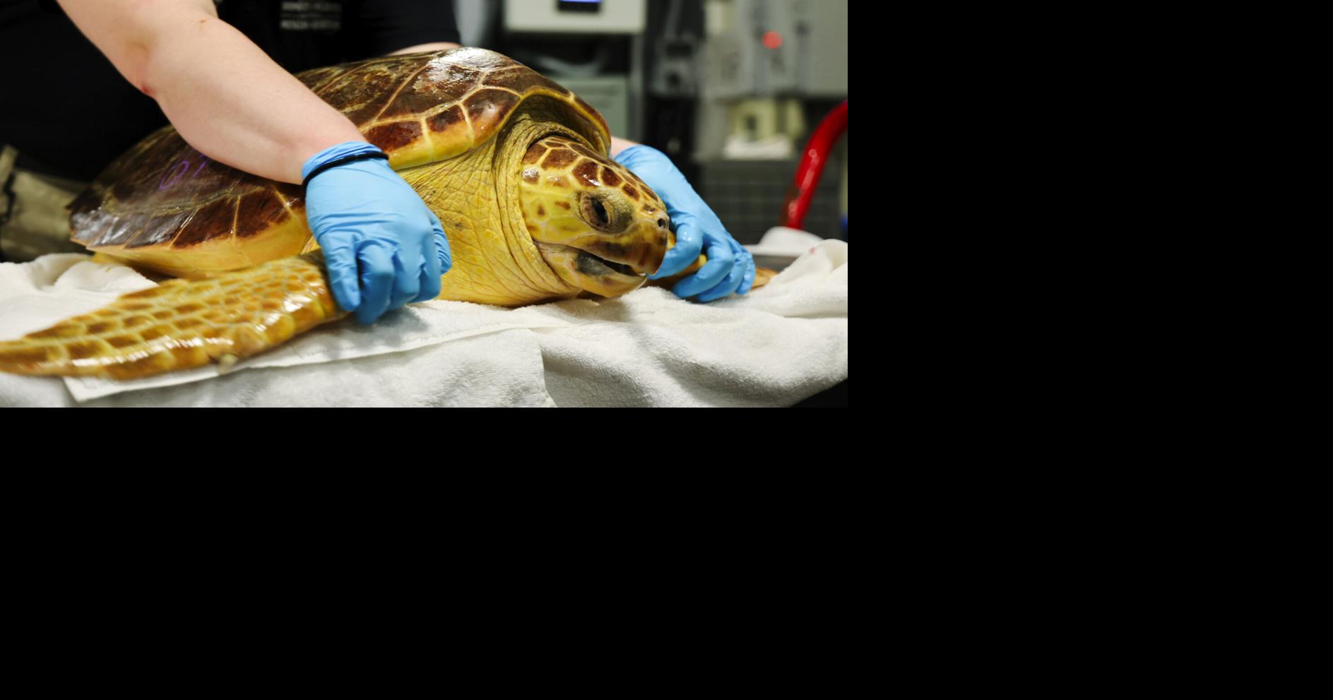 Wonders of Wildlife helping save populations of sea turtles | News ...