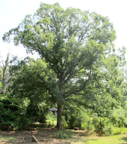 Mature white oak tree | Gallery | joplinglobe.com