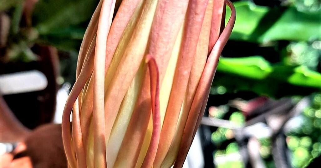 Sandy Parrill: Queen of the Night getting ready to bloom | News ...
