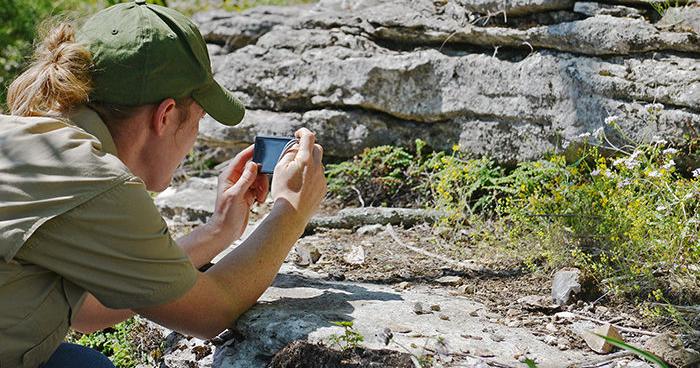 Hope for the Missouri bladderpod | News | joplinglobe.com