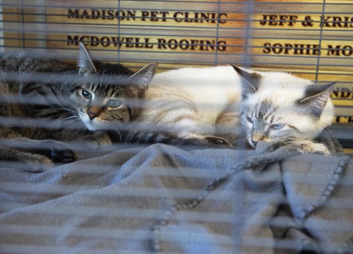 Joplin Humane Society sees large volume of available pets | Local News ...