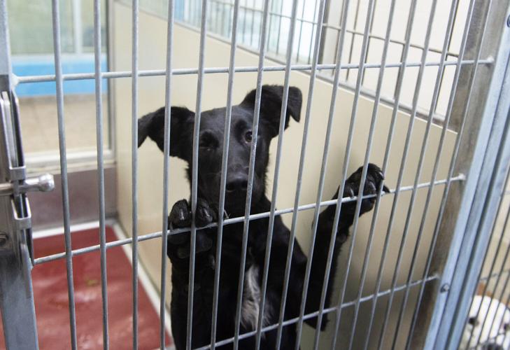 Joplin Humane Society sees large volume of available pets | Local News ...