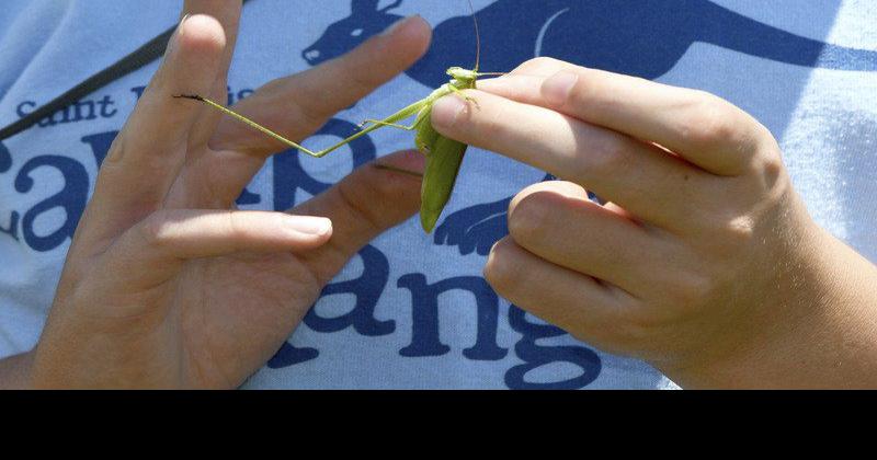 Missouri Prairie Foundation preservation effort grows in region | Local ...