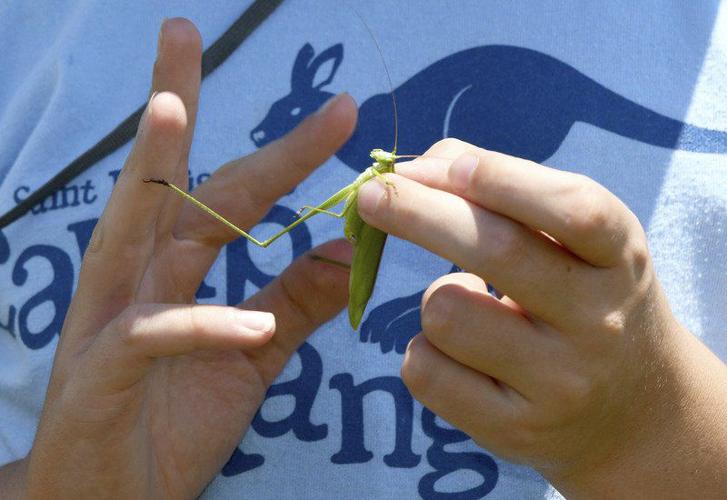 Missouri Prairie Foundation preservation effort grows in region | Local ...