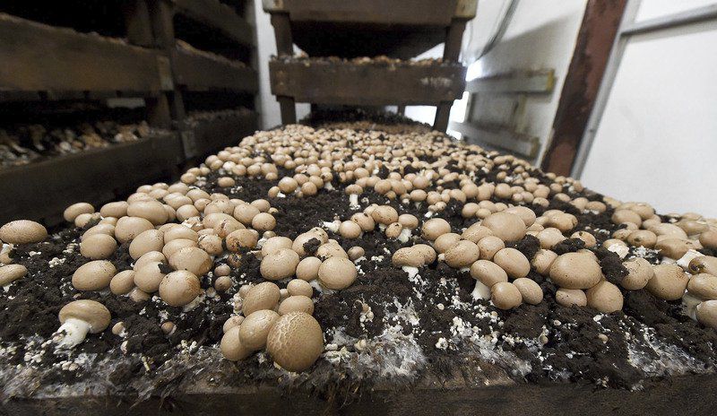 J-M Farms launches $9 million expansion | Local News | joplinglobe.com