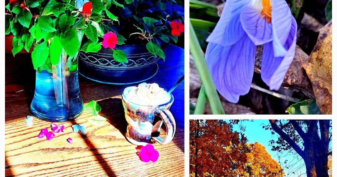 Sandy Parrill: Crocus sativus pops up in unexpected places in garden ...
