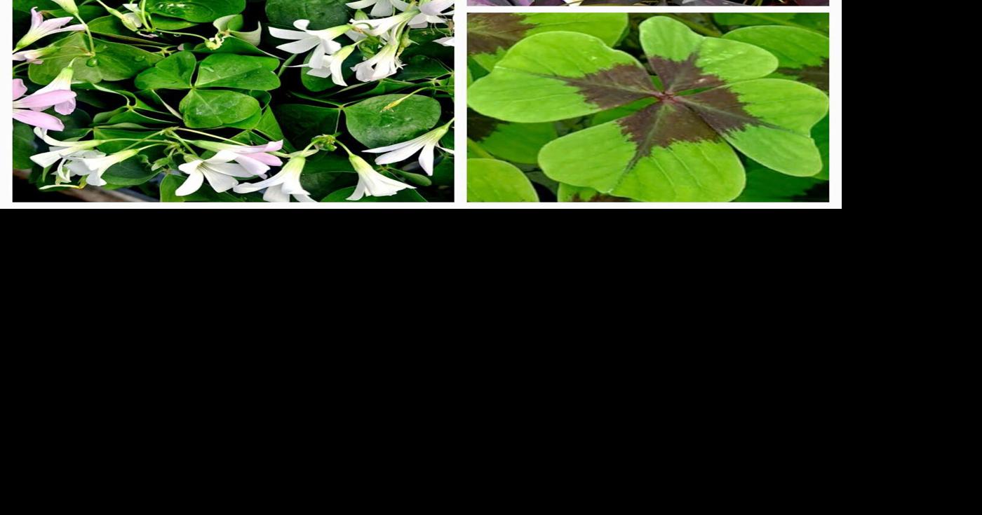 Sandy Parrill: Uncertain which plant was original Irish shamrock | News ...