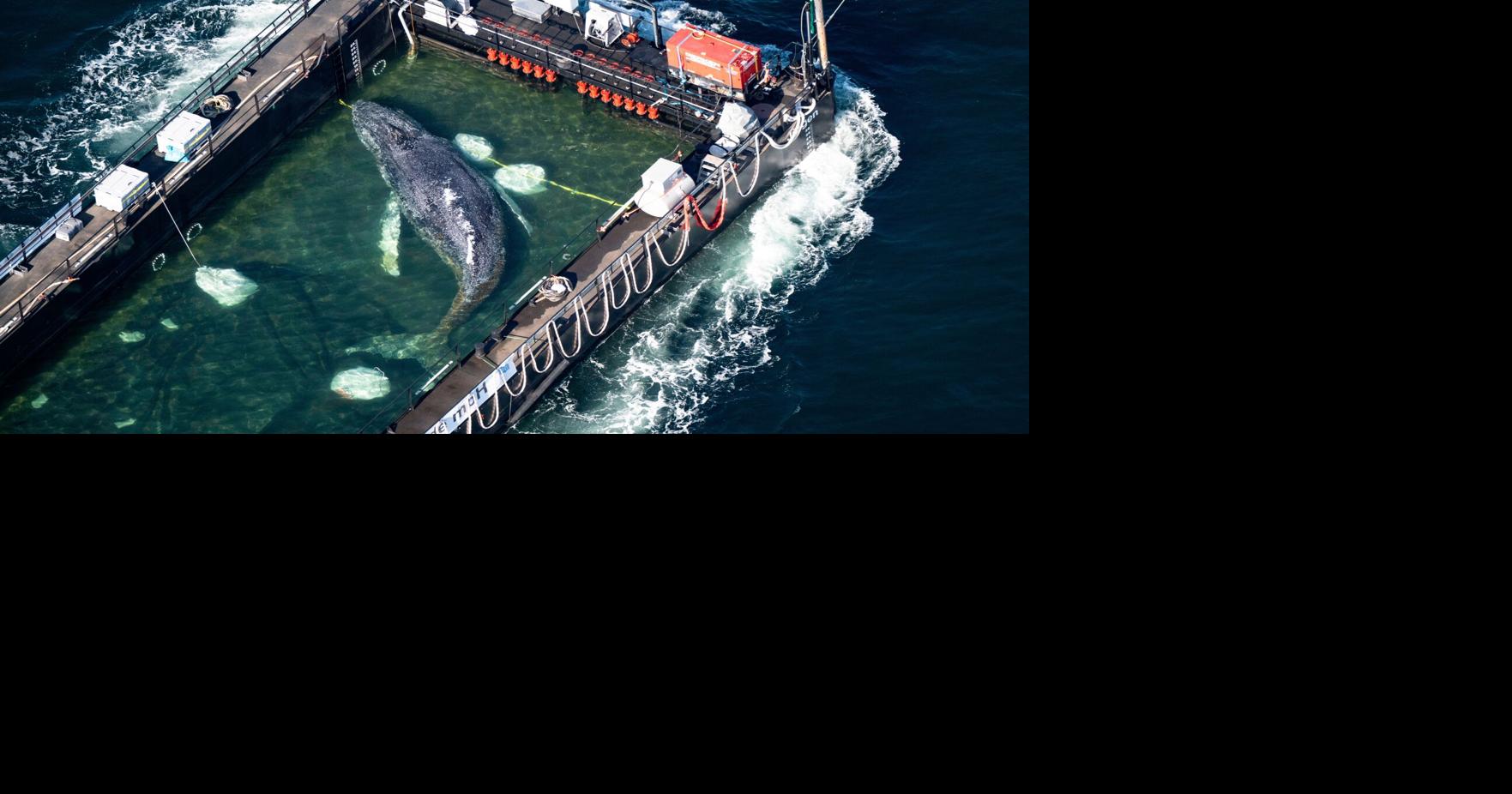 Here's what to know about Timmy, the humpback whale whose life and ...