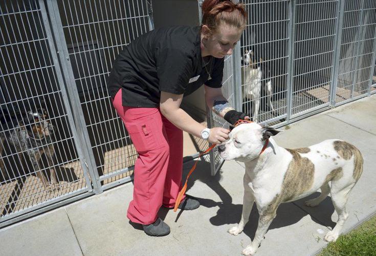 Joplin Humane Society reports influx of large dogs, cats and kittens ...