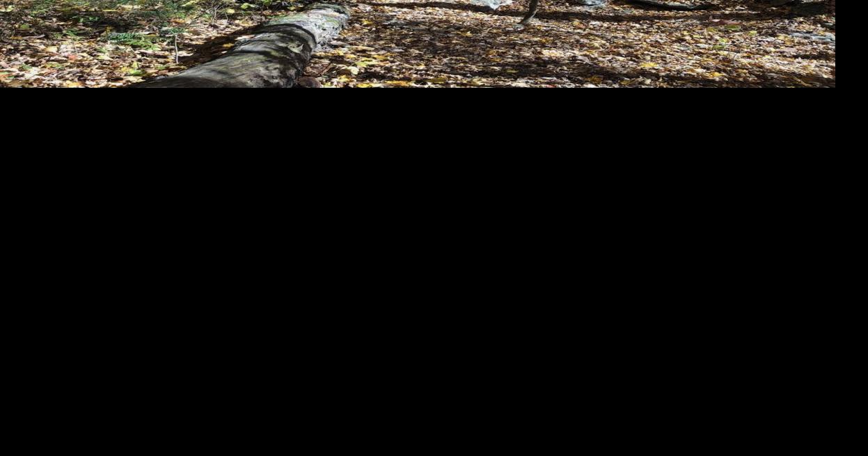 Andy Ostmeyer: Roaring River a happening place in the winter | News ...