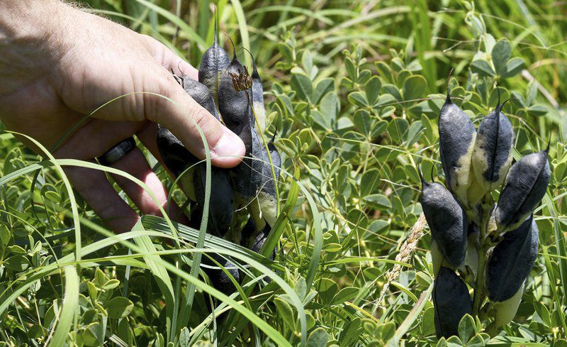 Missouri Prairie Foundation preservation effort grows in region | Local ...