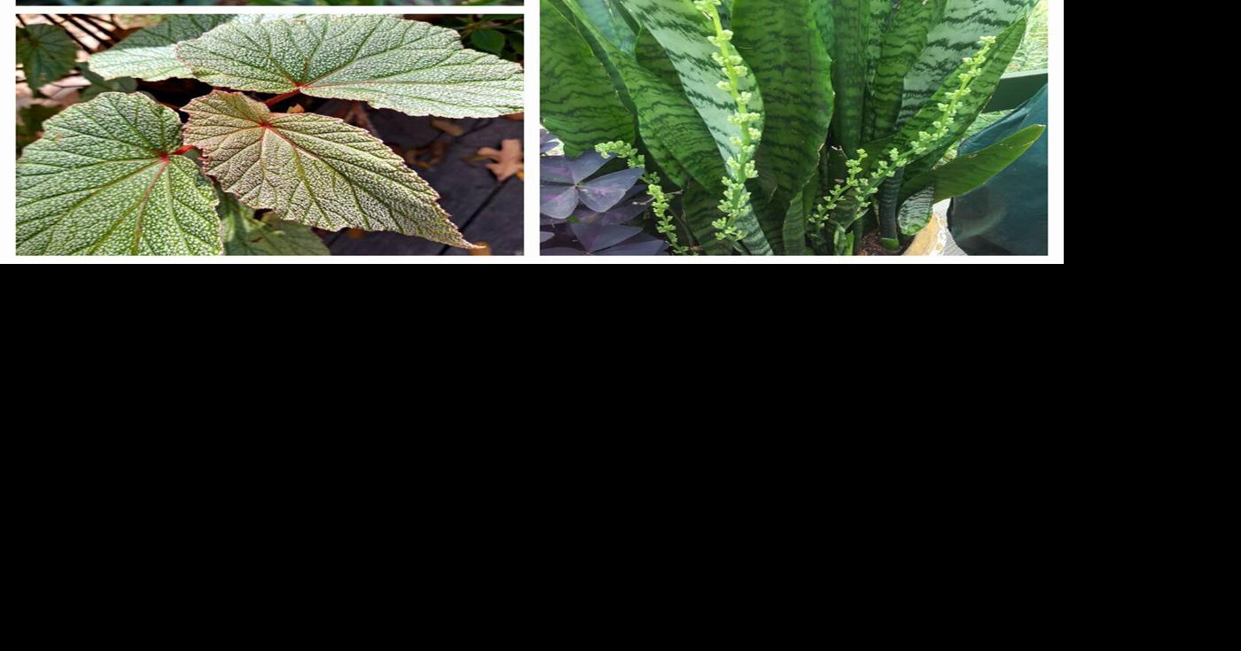 Sandy Parrill: Some plants get slapped back hard after false spring ...