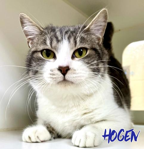 Available pet: Hogen | Lifestyles | joplinglobe.com