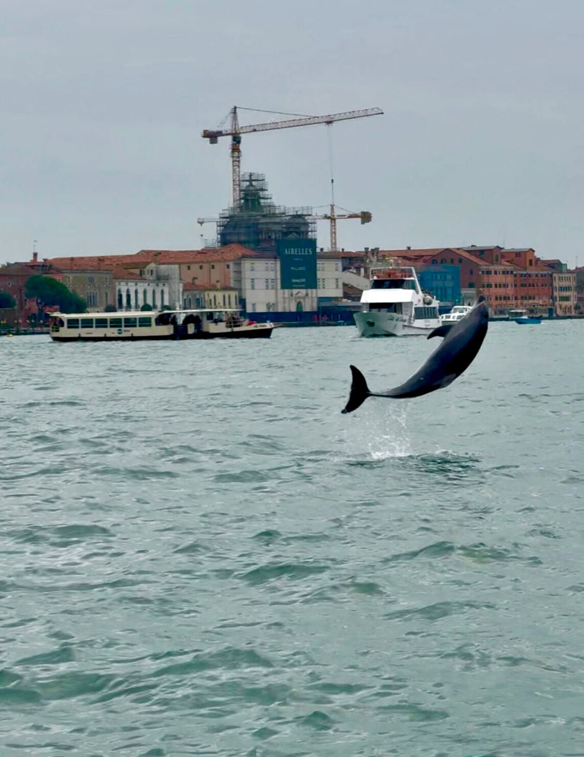 Venice’s newest marvel is a wild, acrobatic dolphin. His refusal to ...