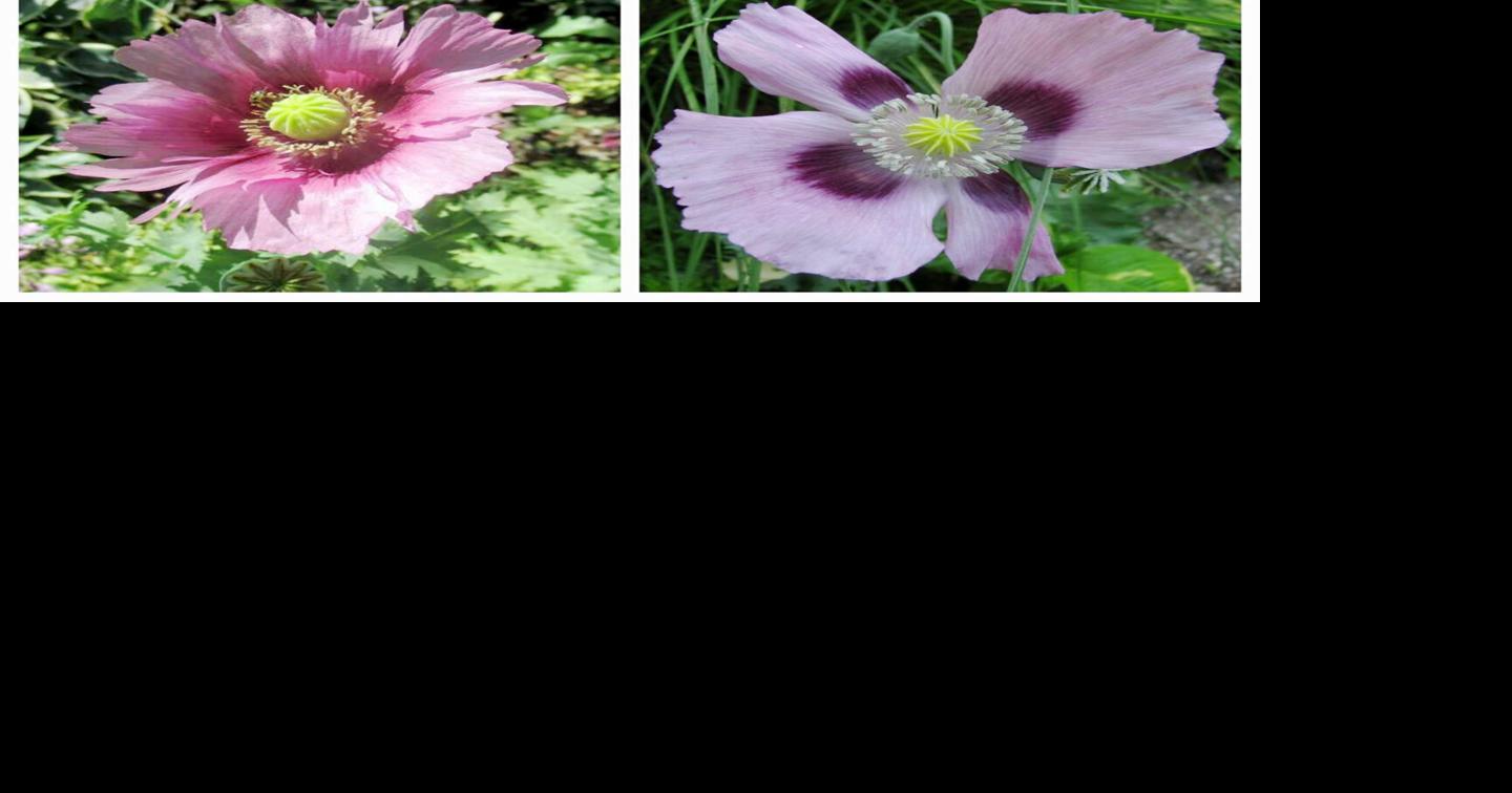 Sandy Parrill: Late winter brings poppy fever | News | joplinglobe.com