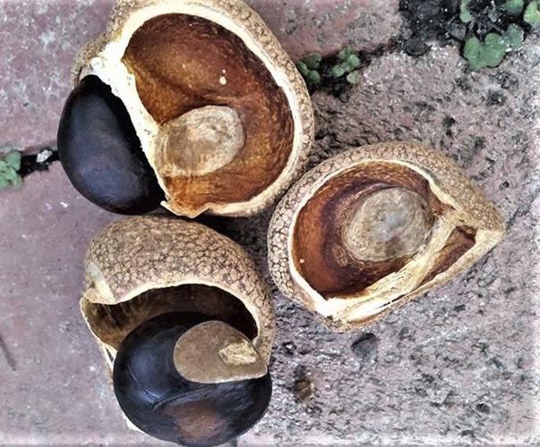 buckeye seed shell