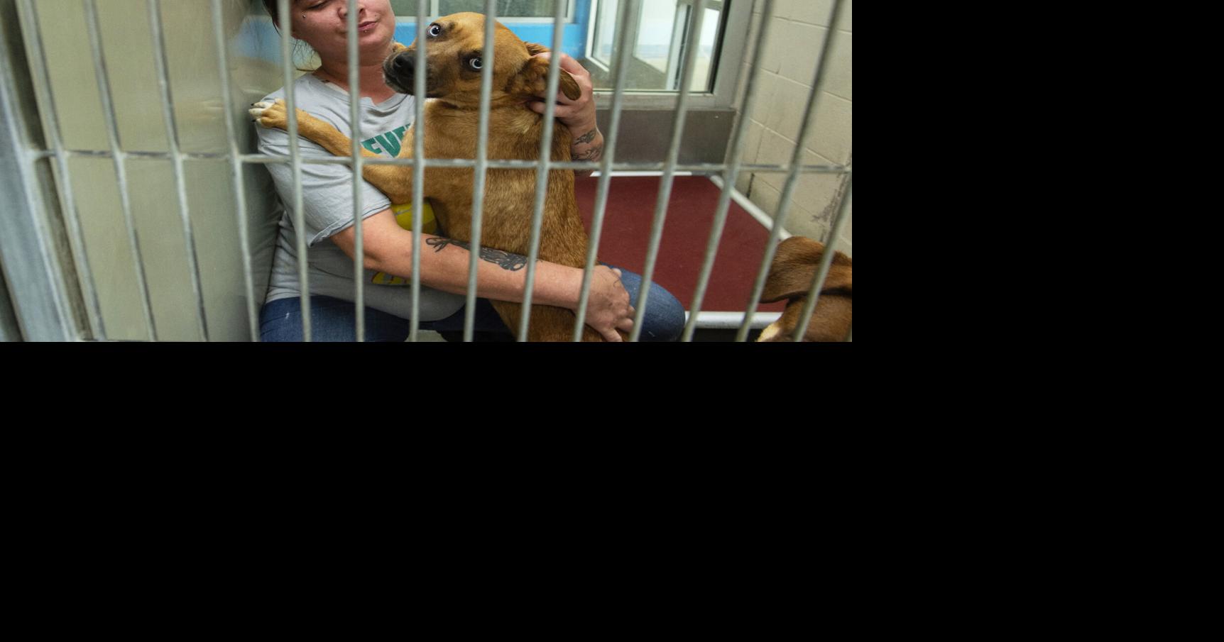 Joplin Humane Society halts animal intakes for first time ever due to ...