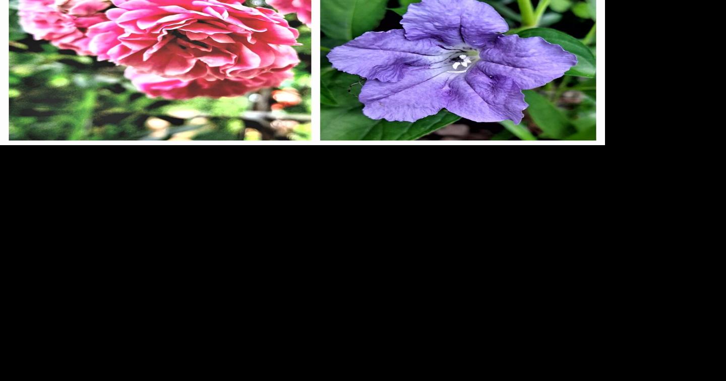 Sandy Parrill: Spring already giving way to summer | Local News ...