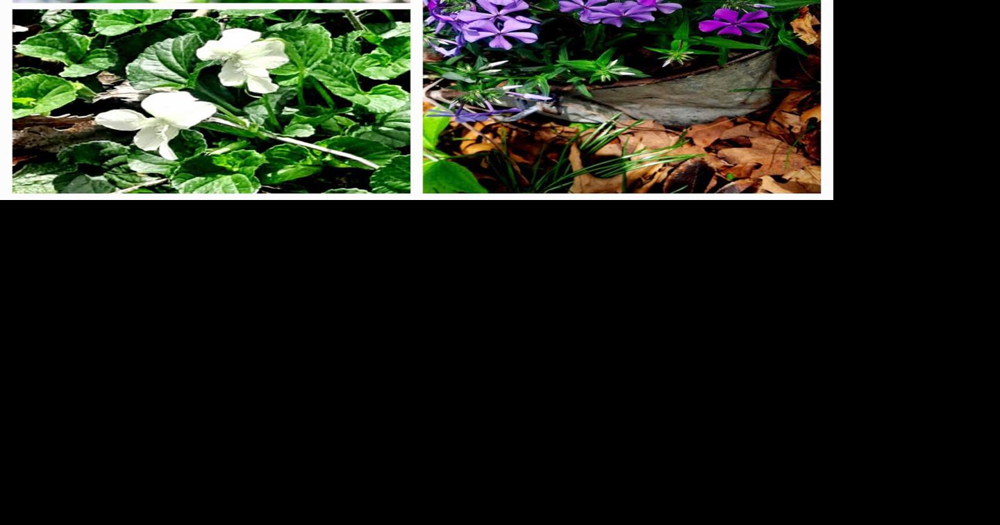 Sandy Parrill: While waiting out April tantrums, get busy repotting ...