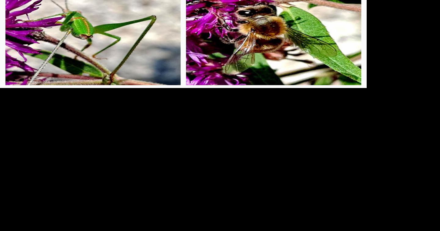 Sandy Parrill: Ironweed a late-summer favorite of pollinators | News ...