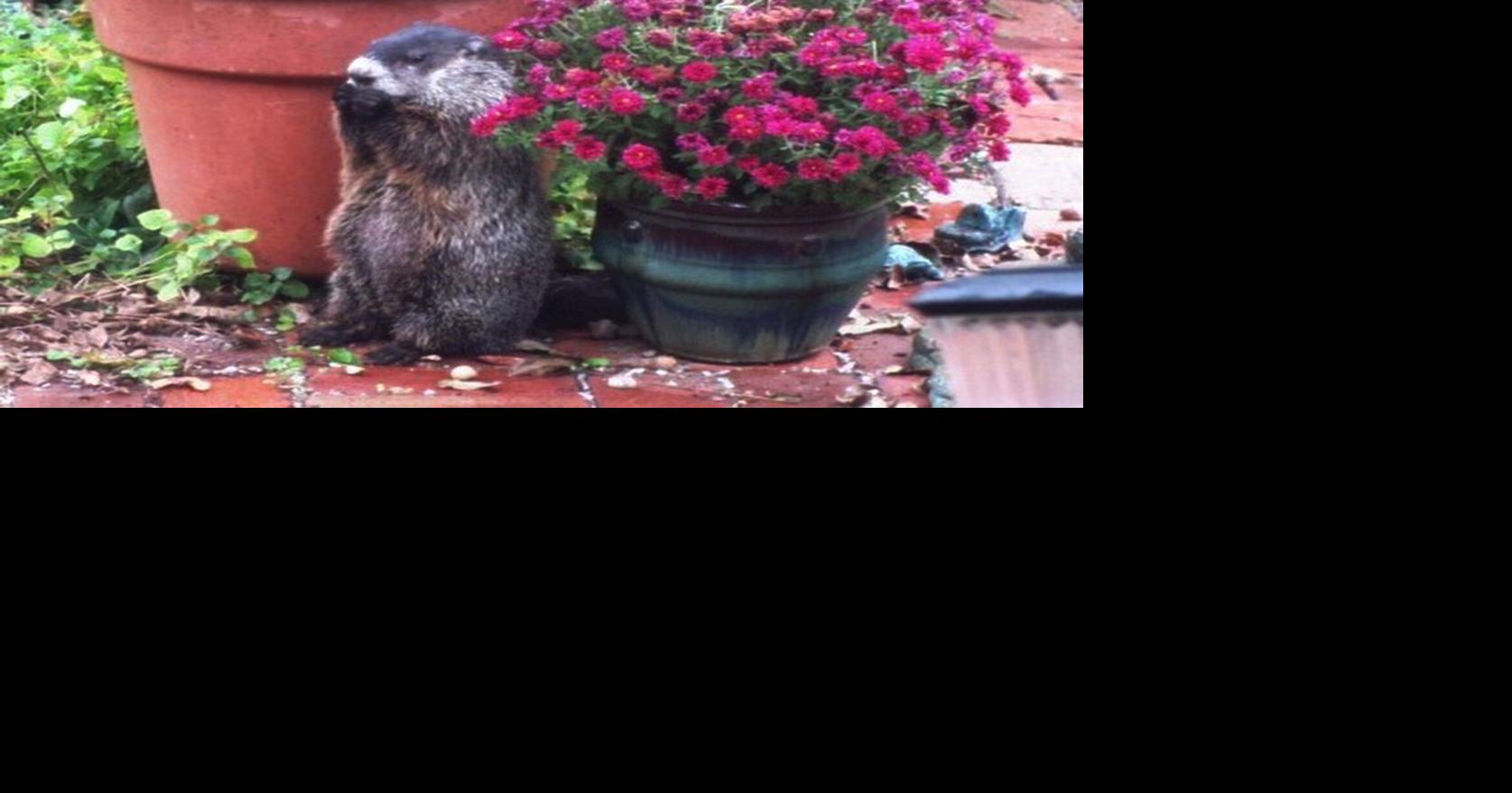 Sandy Parrill: Grab a comfy chair and take a garden pause | News ...