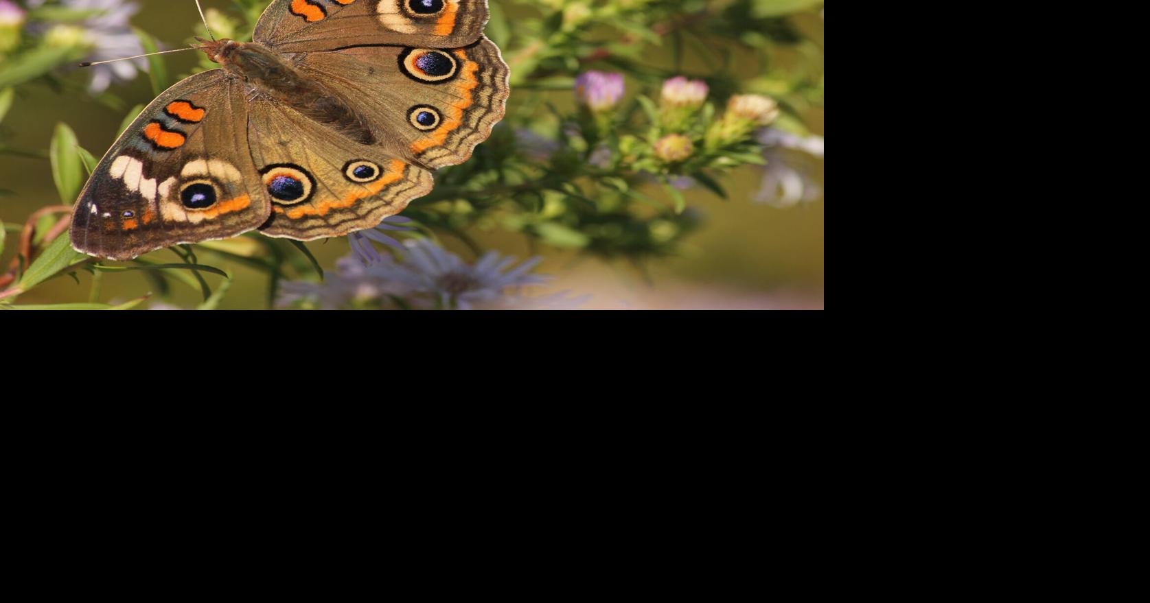 A Beginner’s Guide: Landscaping for pollinators with native plants ...