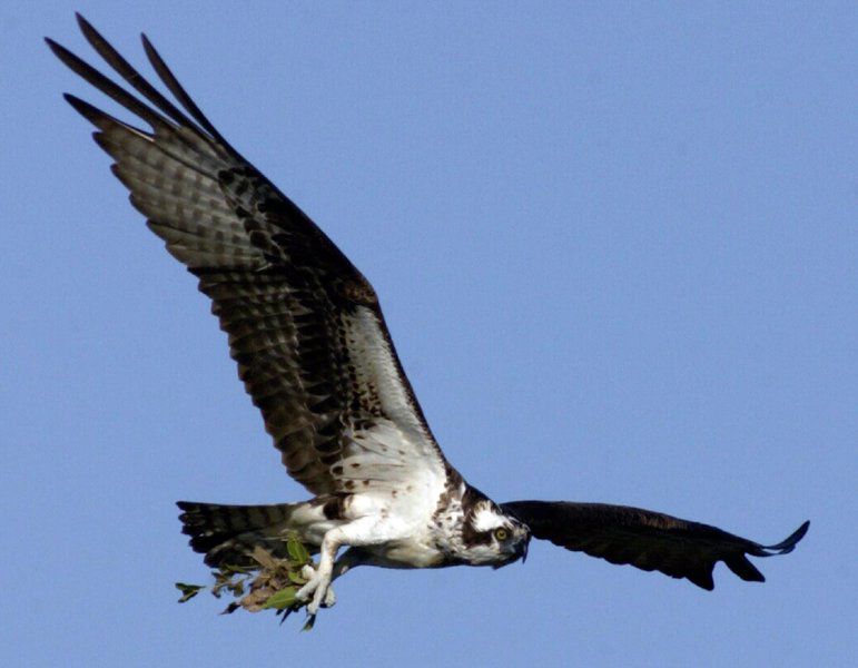 With successful nest boxes for Missouri's osprey, utility turns to ...